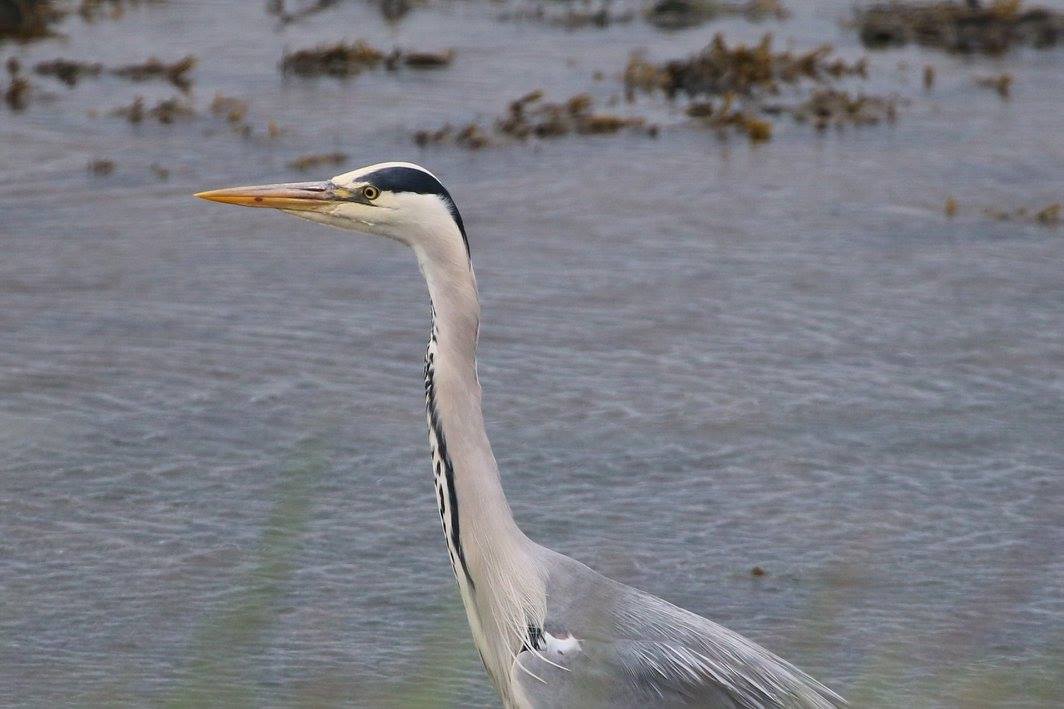 Nigg Bay RSPB nature reserve - Easter Ross Peninsula