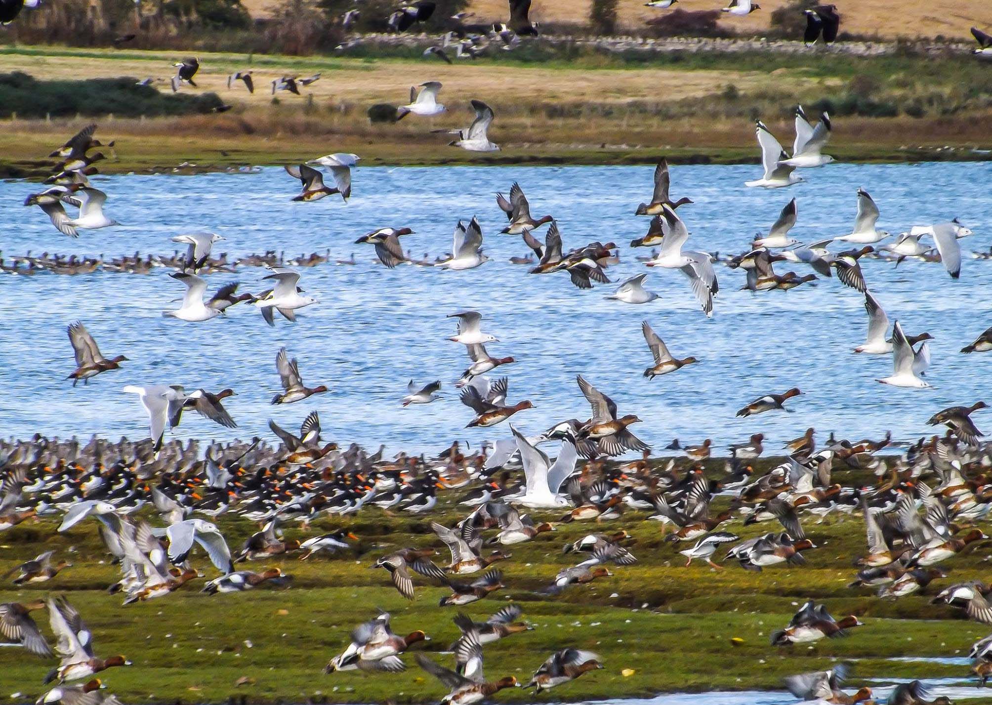 Udale Bay, RSPB Nature Reserve - Easter Ross Peninsula