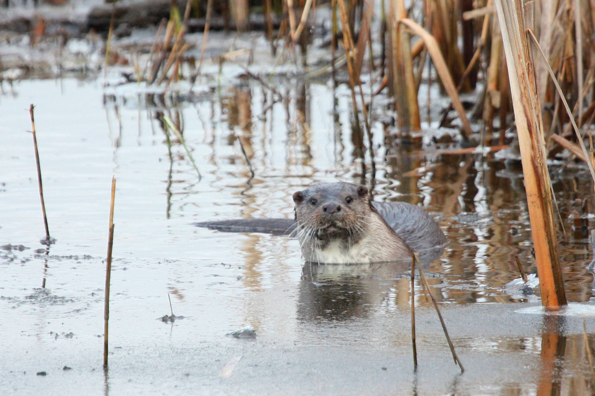 Kildary Loch & Walk - Easter Ross Peninsula